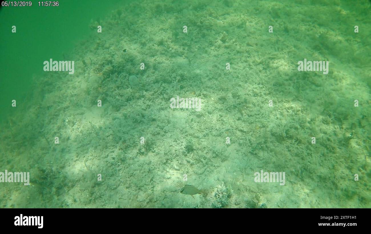 Gray Snapper (Lutjanus griseus) Actinopterygii Stock Photo - Alamy