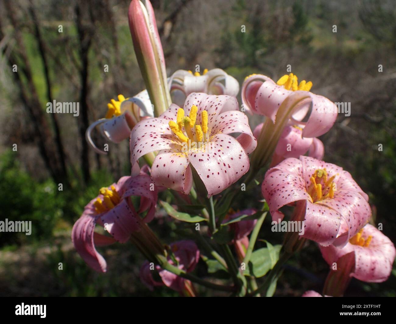 Lilium rubescens hi-res stock photography and images - Alamy