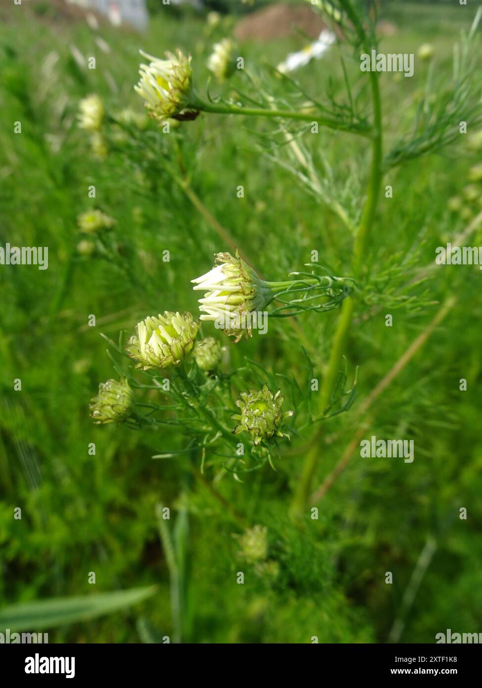 scentless mayweed (Tripleurospermum inodorum) Plantae Stock Photo - Alamy