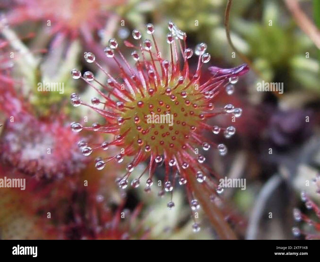 round-leaved sundew (Drosera rotundifolia) Plantae Stock Photo - Alamy