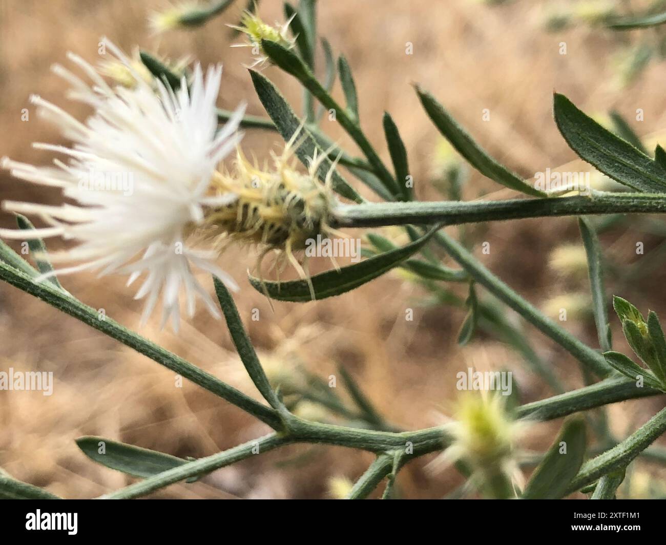 diffuse knapweed (Centaurea diffusa) Plantae Stock Photo - Alamy
