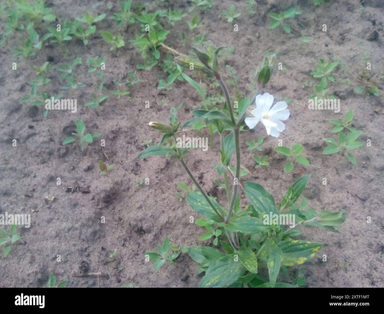 evening lychnis (Silene latifolia alba) Plantae Stock Photo - Alamy