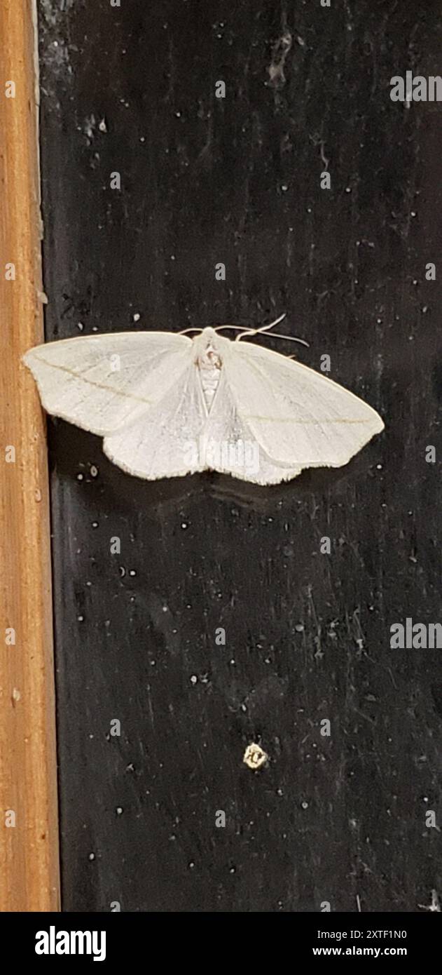White Slant-line (Tetracis cachexiata) Insecta Stock Photo - Alamy