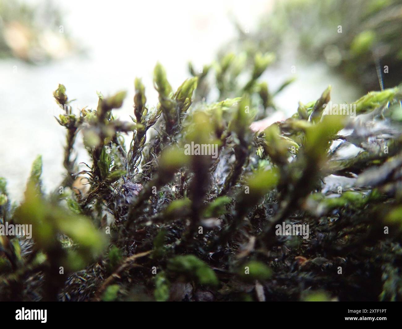 Yellow Fringe-moss (Racomitrium aciculare) Plantae Stock Photo - Alamy
