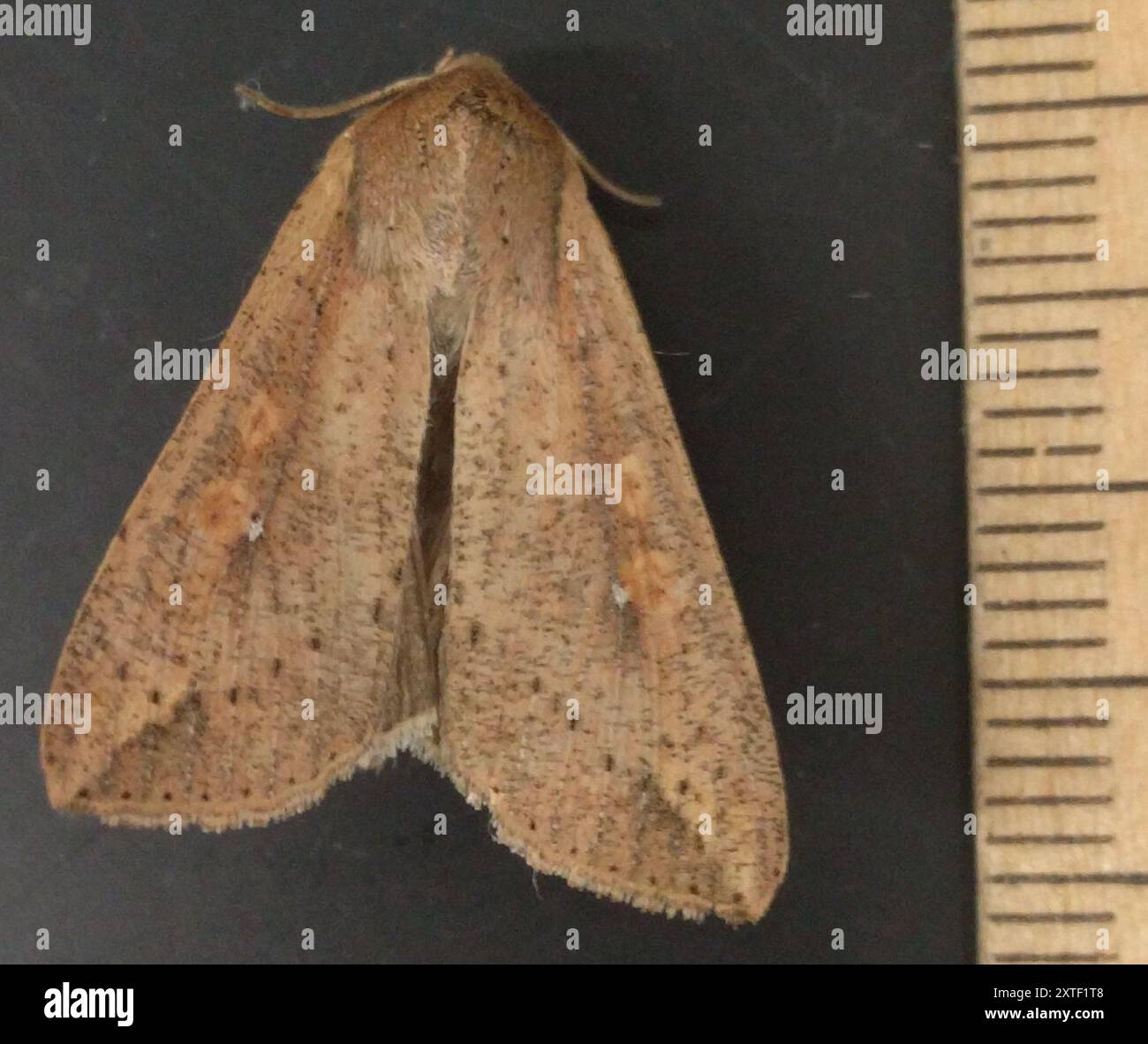 White-speck Moth (Mythimna unipuncta) Insecta Stock Photo - Alamy