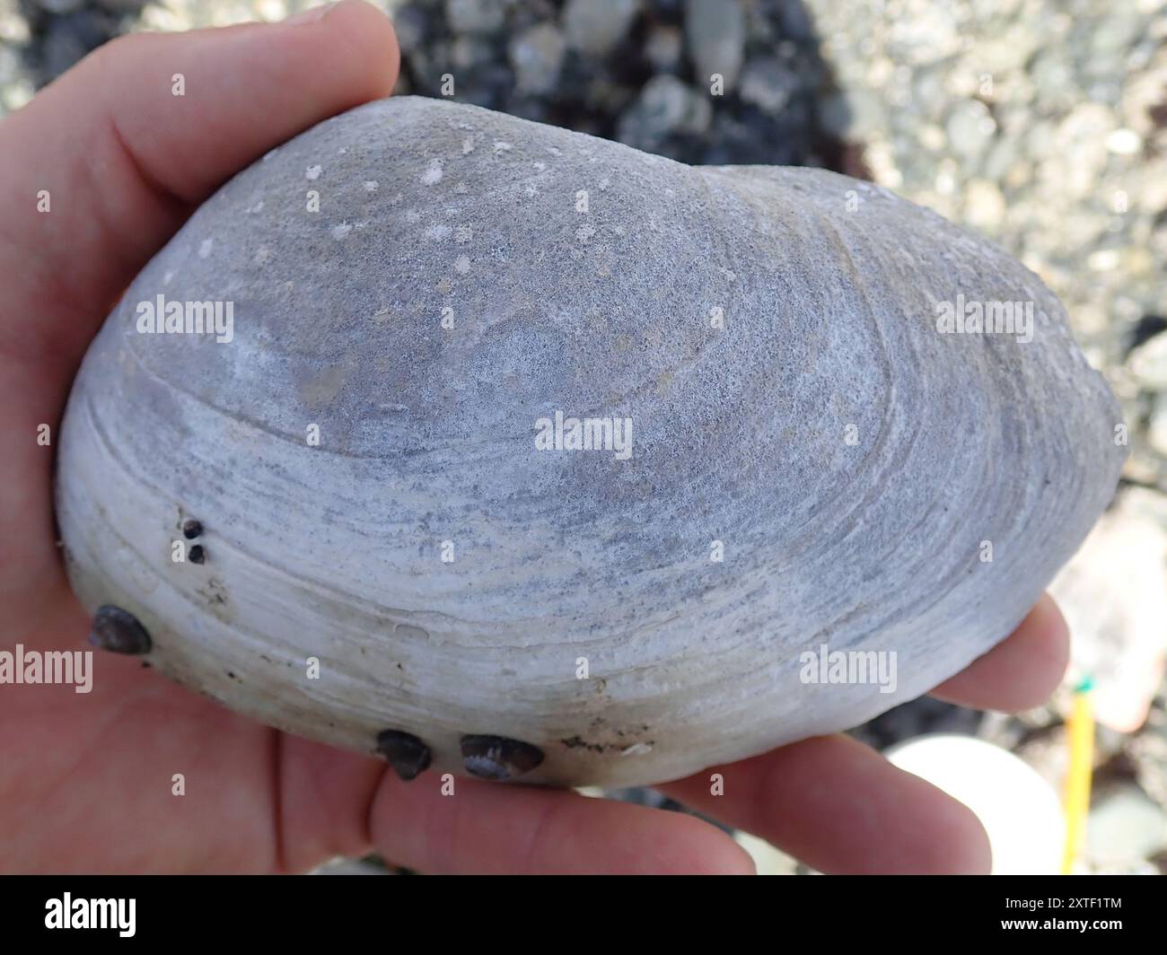 Pacific Gaper (Tresus nuttallii) Mollusca Stock Photo - Alamy