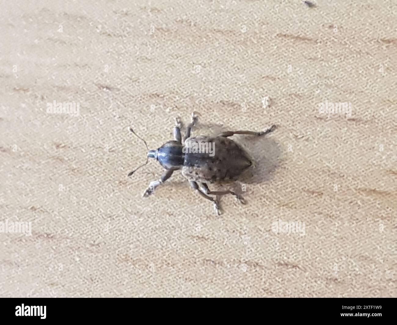 (Hypera miles) Insecta Stock Photo - Alamy