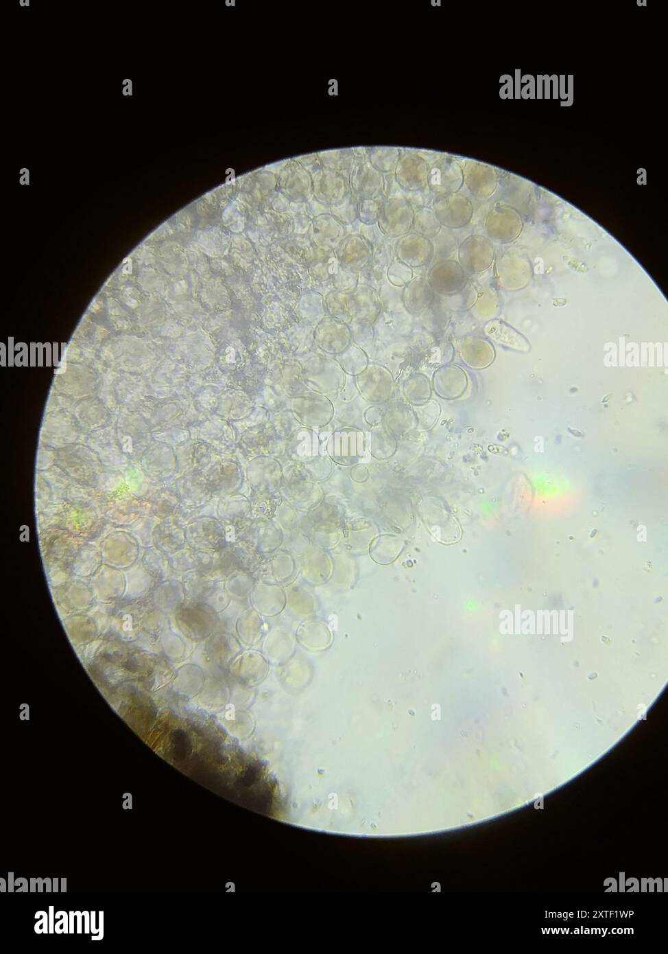 Dripping bonnet hi-res stock photography and images - Alamy