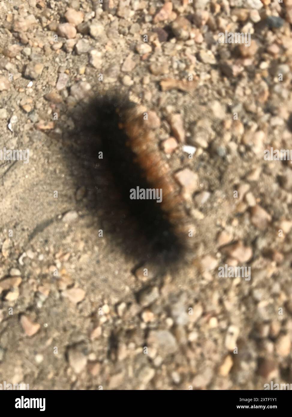 Salt Marsh Moth (Estigmene acrea) Insecta Stock Photo - Alamy