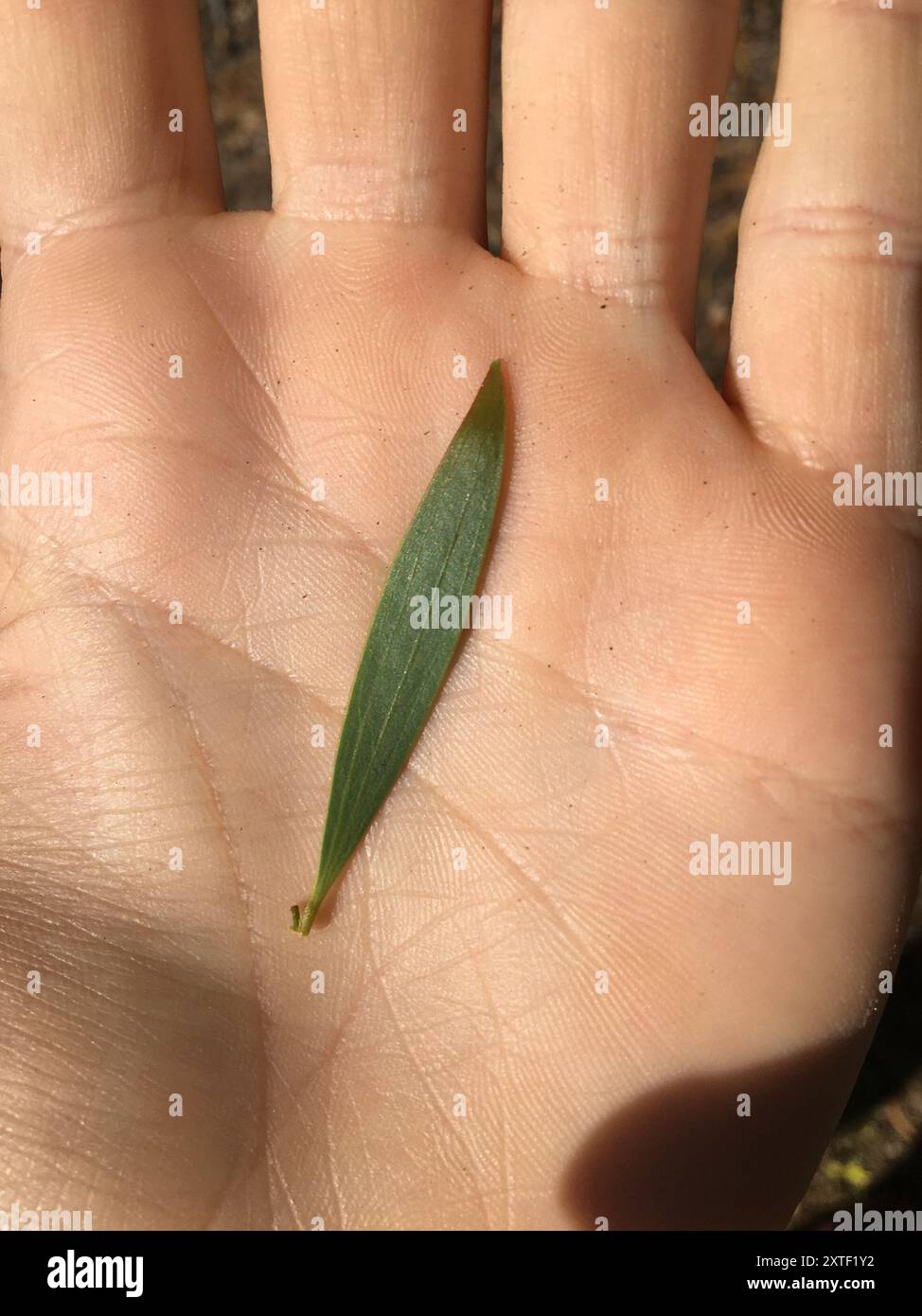western coastal wattle (Acacia cyclops) Plantae Stock Photo - Alamy