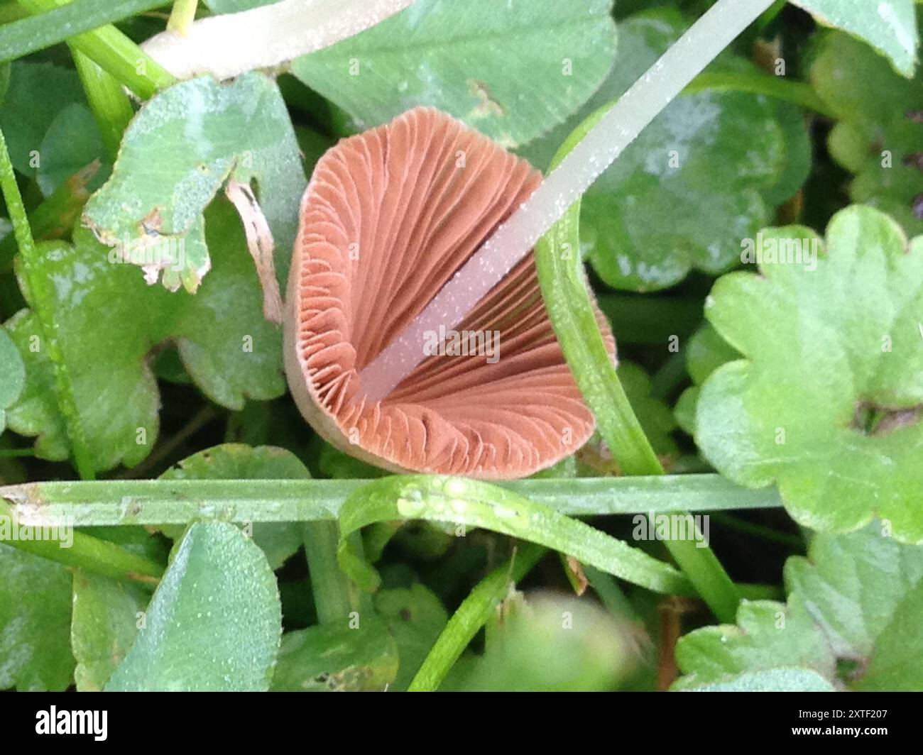 Conecaps (Conocybe) Fungi Stock Photo - Alamy