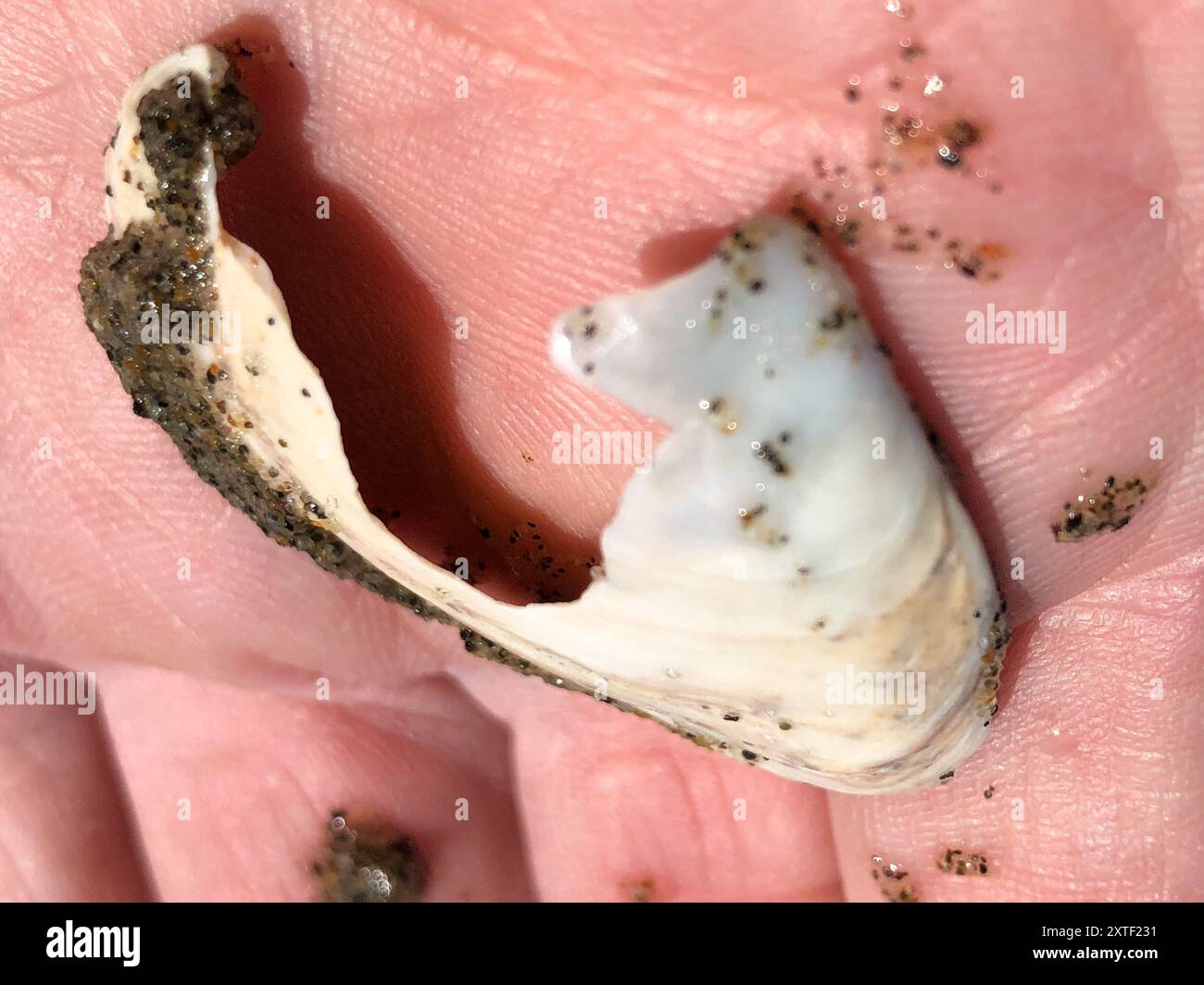 Bent-nosed Clam (Macoma nasuta) Mollusca Stock Photo - Alamy