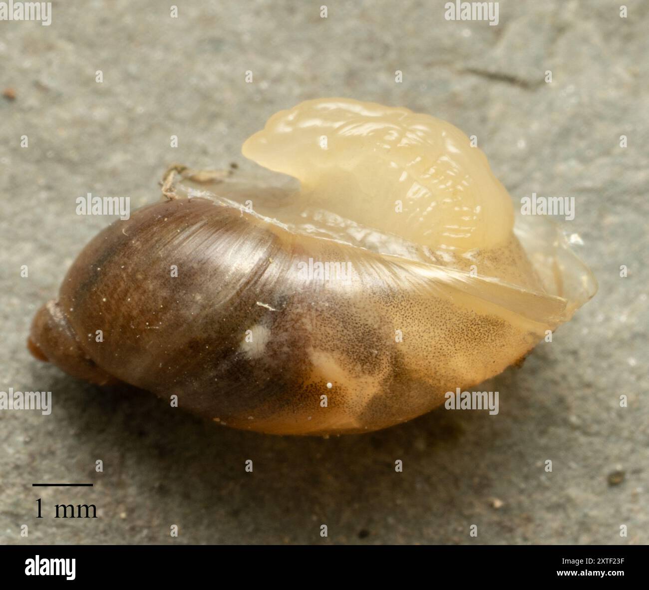 Amber Snails (Succineidae) Mollusca Stock Photo - Alamy