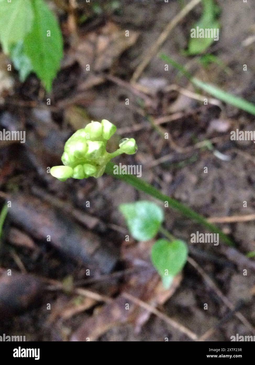 flowering plants (Angiospermae) Plantae Stock Photo - Alamy
