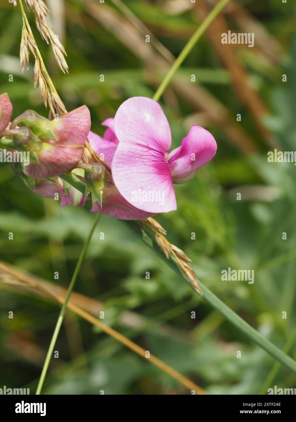 broad-leaved sweet pea (Lathyrus latifolius) Plantae Stock Photo - Alamy