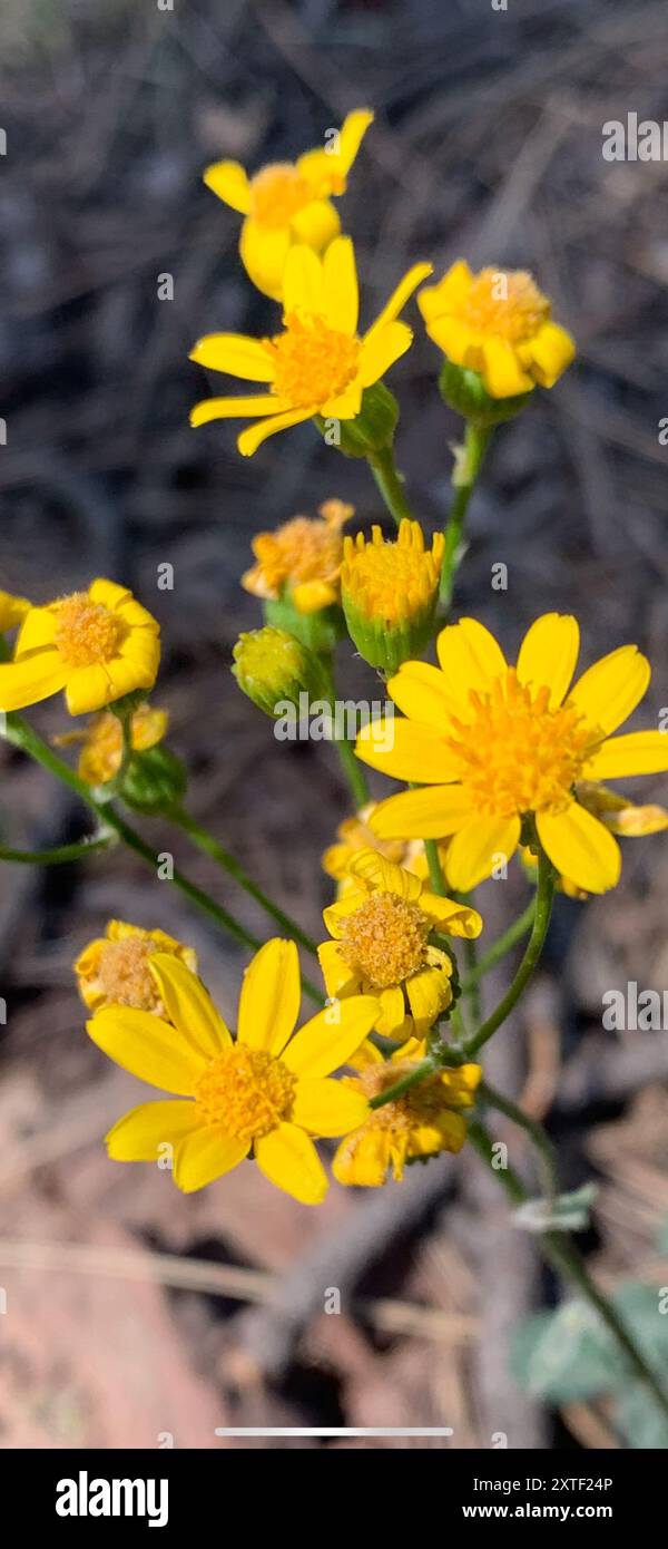 Packera multilobata hi-res stock photography and images - Alamy