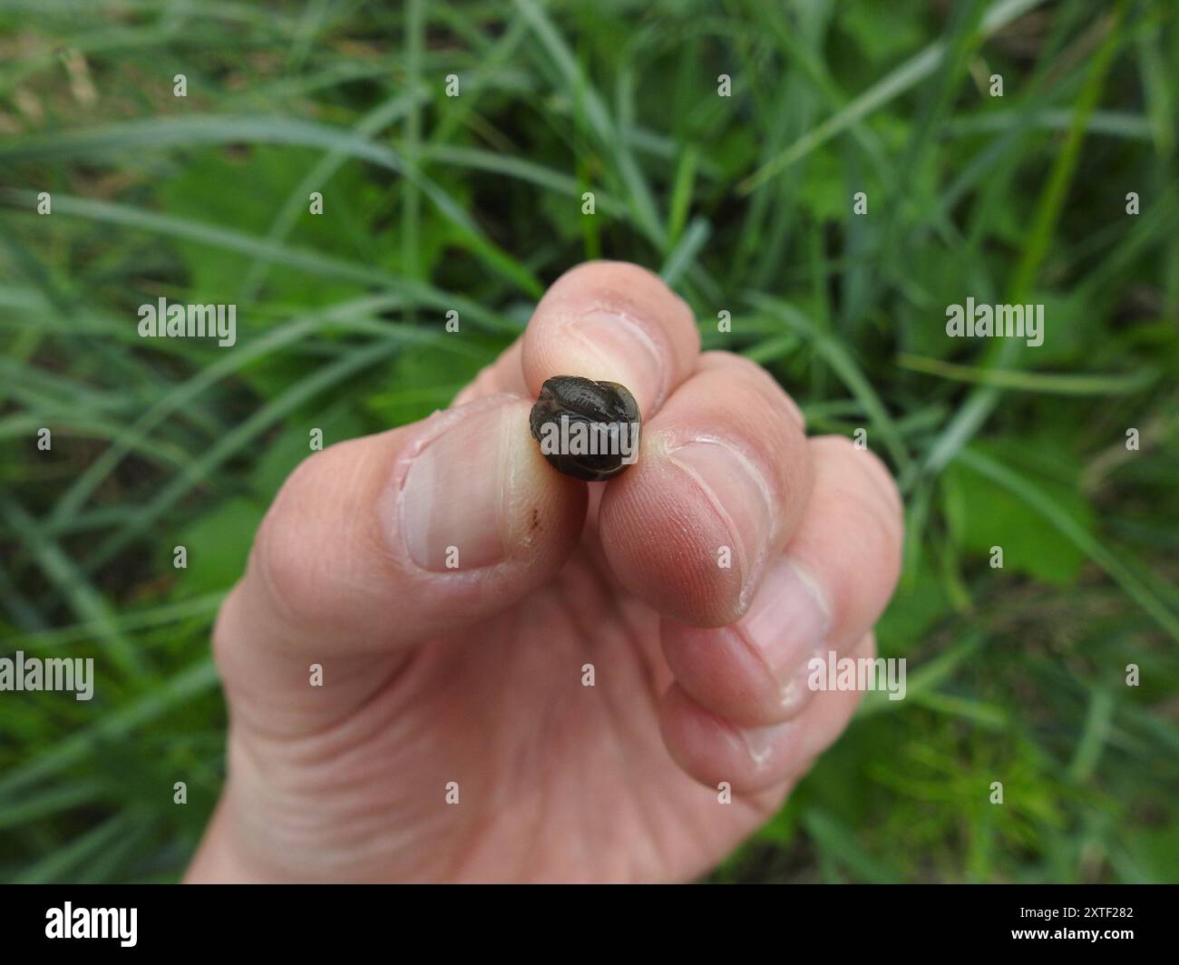 Dwarf pond snail (Galba truncatula) Mollusca Stock Photo - Alamy