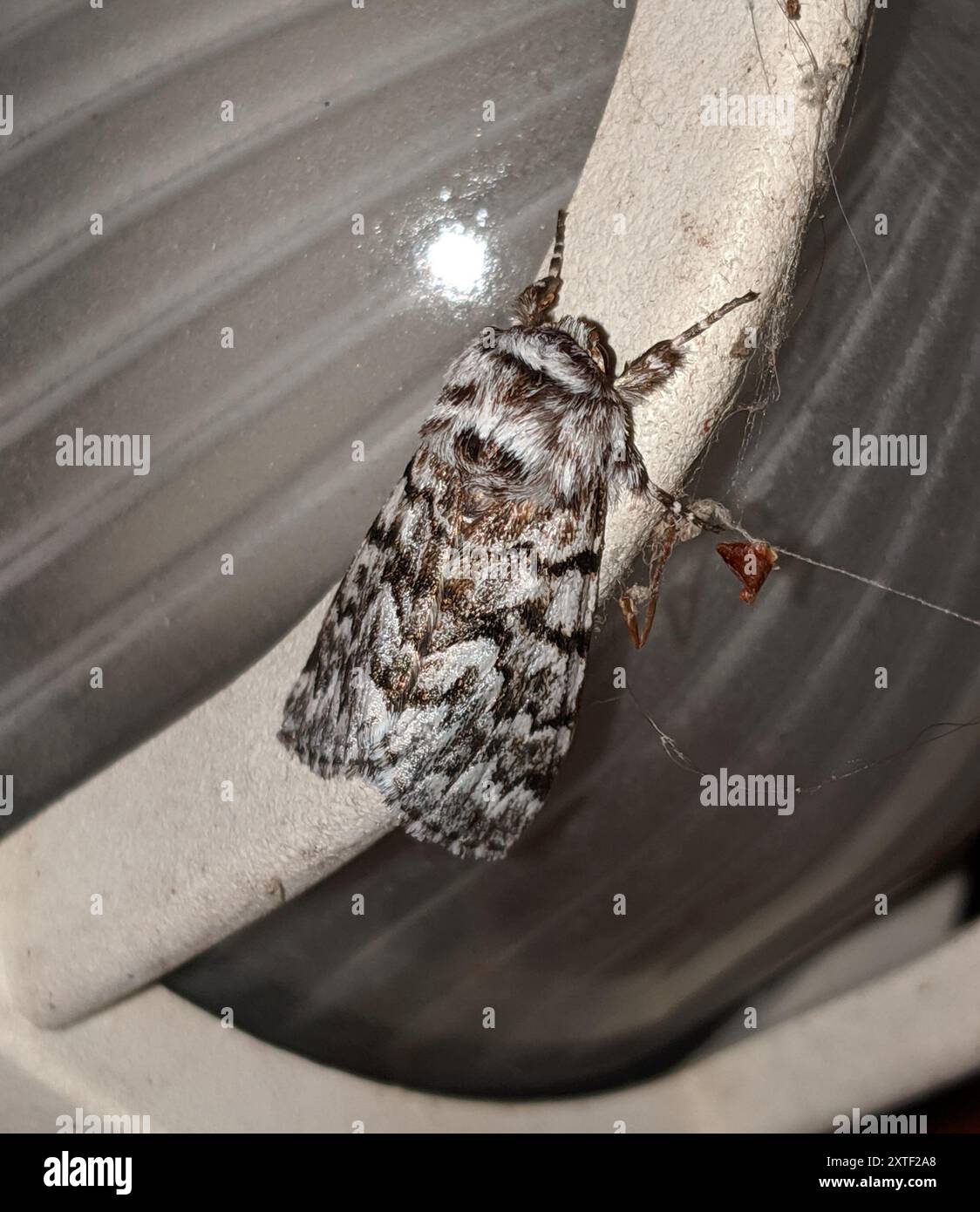 Western Panthea Moth (Panthea virginarius) Insecta Stock Photo - Alamy