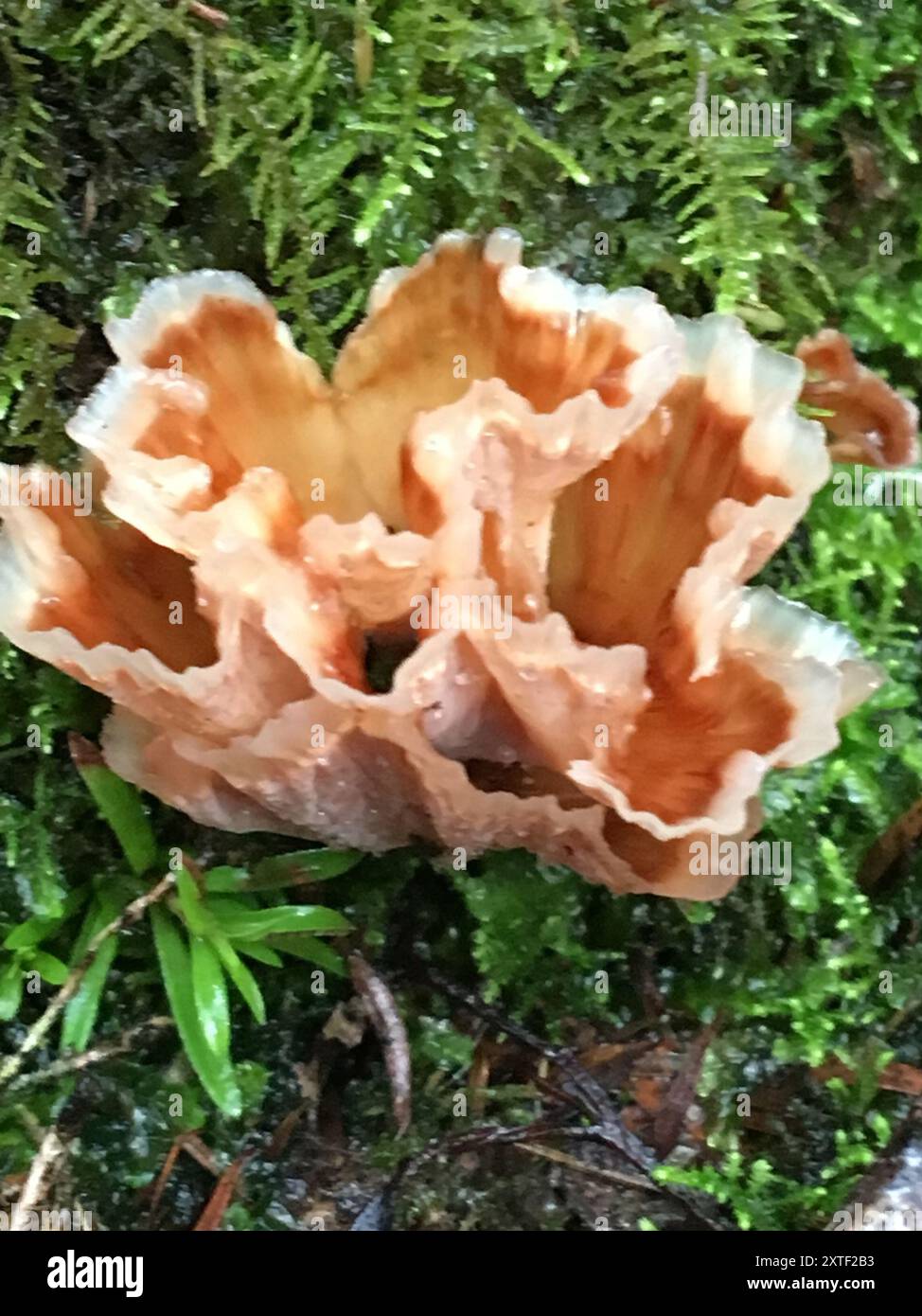 Wine Glass Fungus (Podoscypha petalodes) Fungi Stock Photo - Alamy