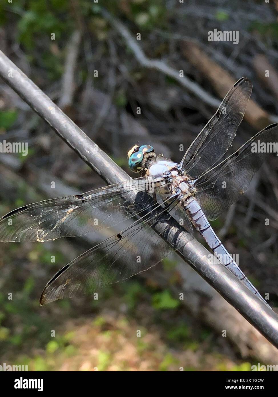 Great Blue Skimmer (Libellula vibrans) Insecta Stock Photo - Alamy
