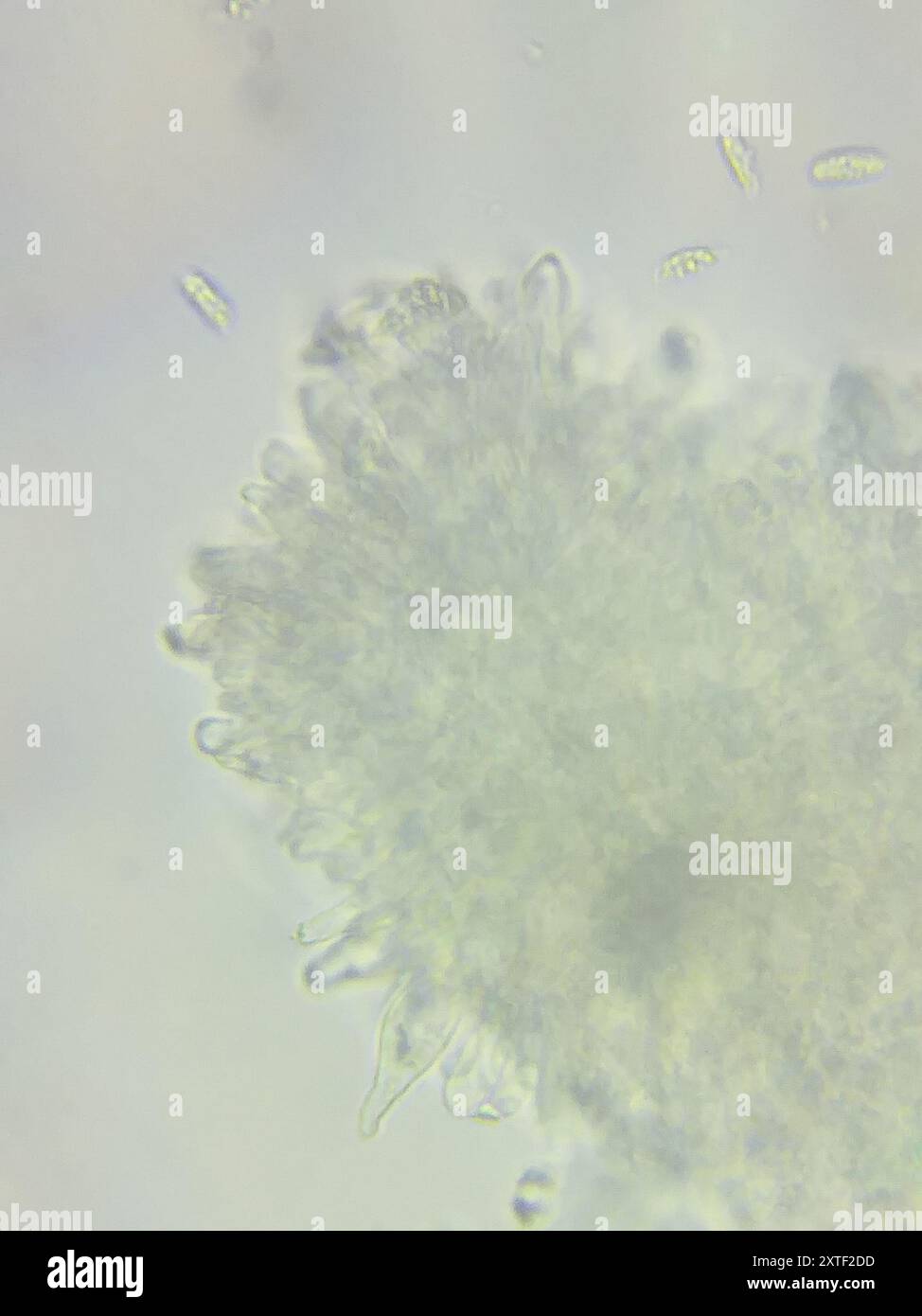 Dripping bonnet hi-res stock photography and images - Alamy