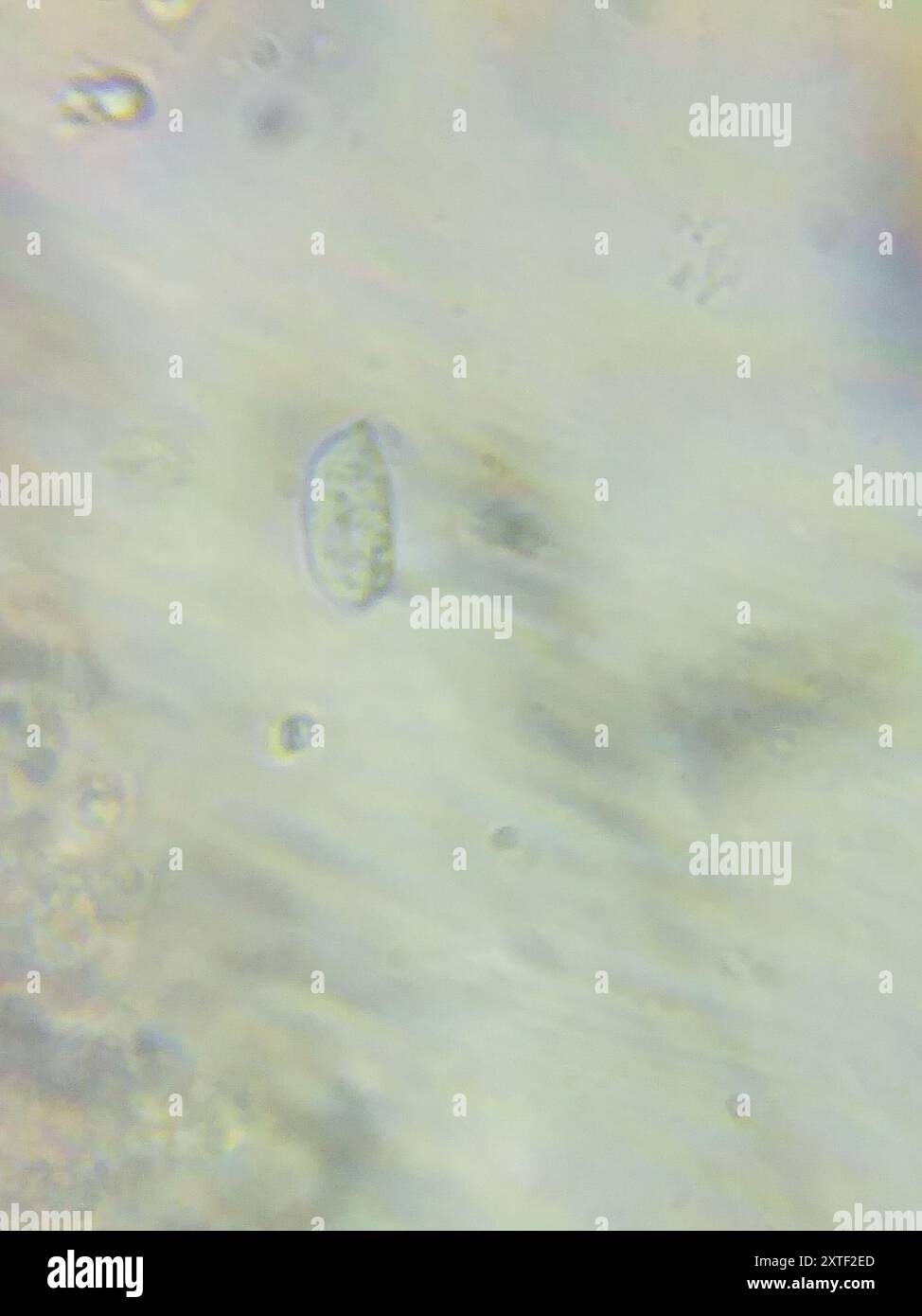 Bleeding Bonnet (Mycena sanguinolenta) Fungi Stock Photo - Alamy