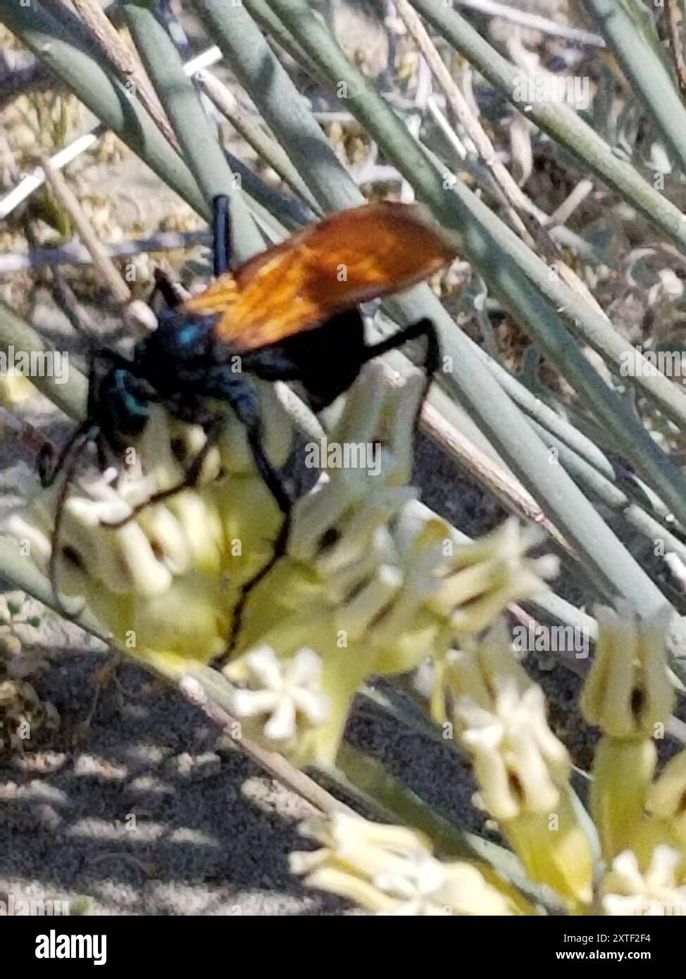 Thisbe's Tarantula-hawk Wasp (Pepsis thisbe) Insecta Stock Photo - Alamy