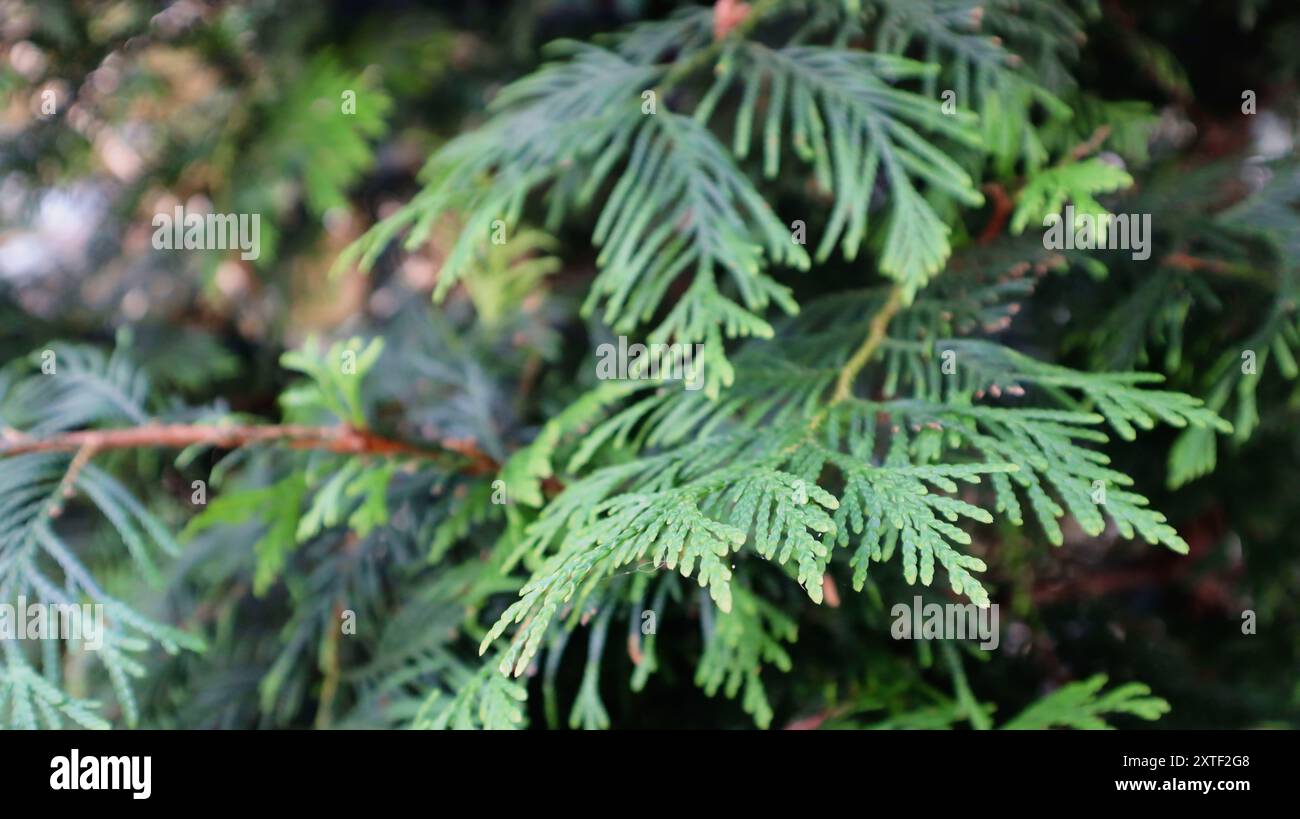 A genus of evergreen trees and shrubs of the Cypress family. Green leaf ...