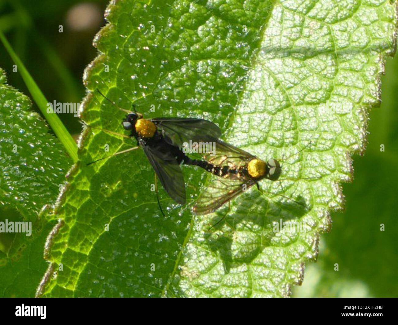 Golden-backed Snipe Fly (Chrysopilus thoracicus) Insecta Stock Photo ...