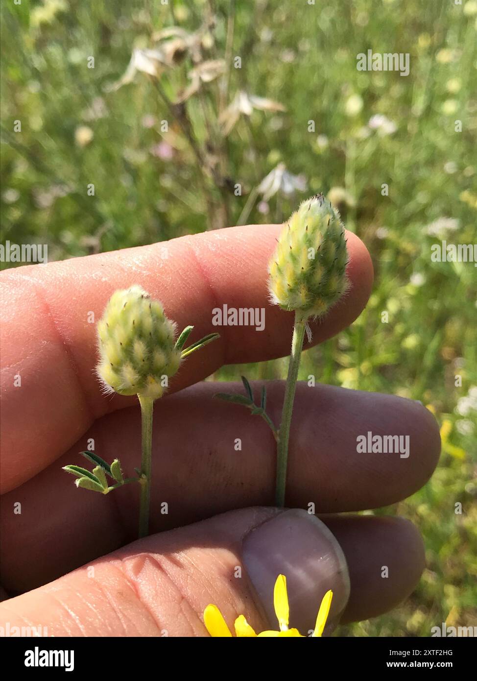 Dalea aurea hi-res stock photography and images - Alamy