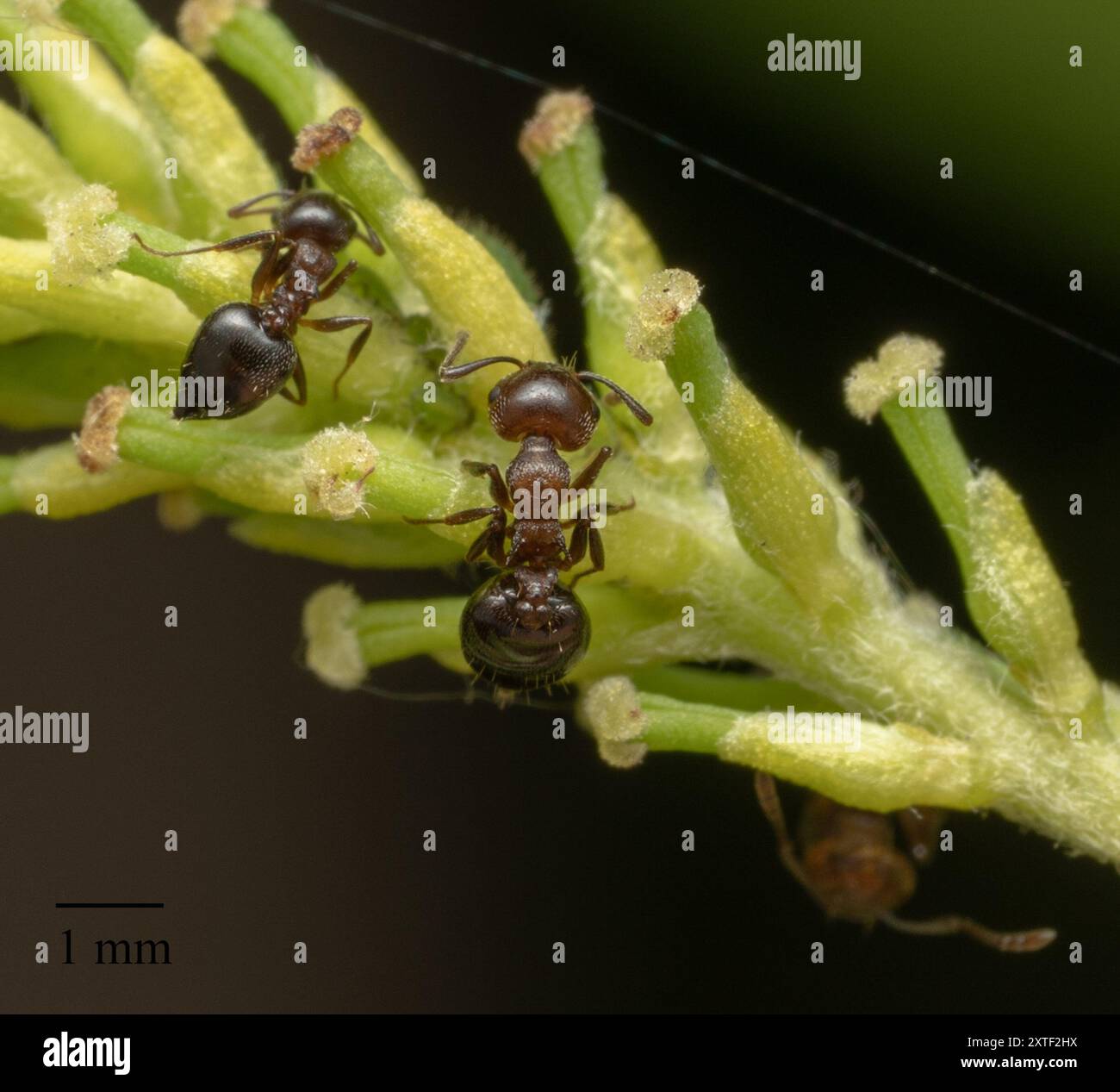 Crematogaster cerasi hi-res stock photography and images - Alamy