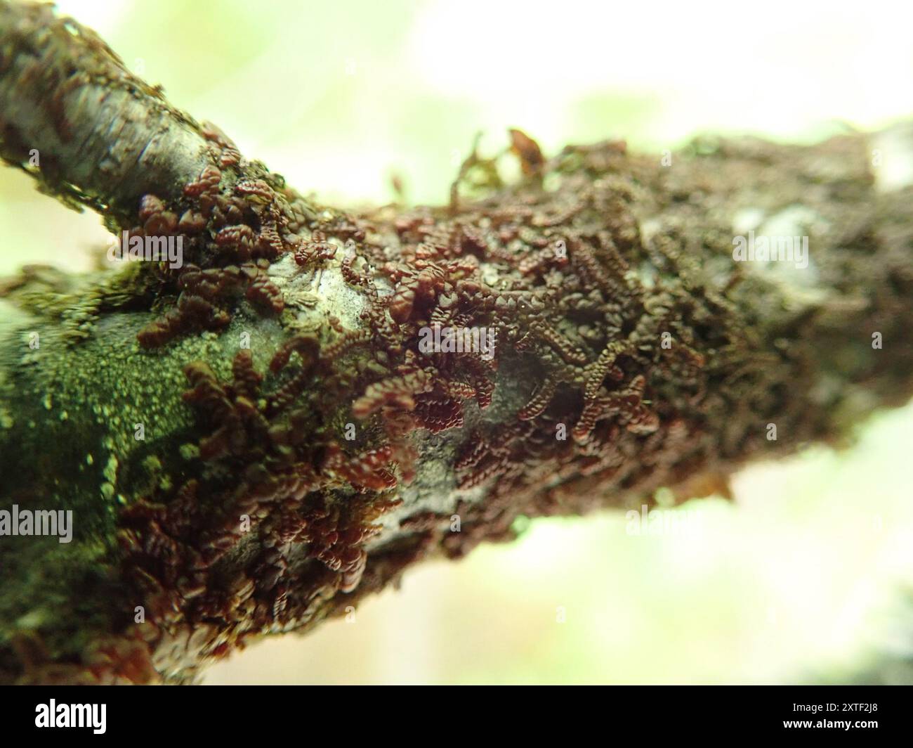 (Frullania tamarisci) Plantae Stock Photo - Alamy