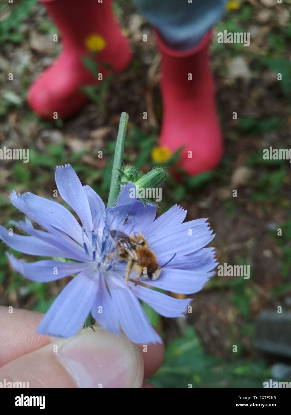 Pantaloon bees hi-res stock photography and images - Alamy