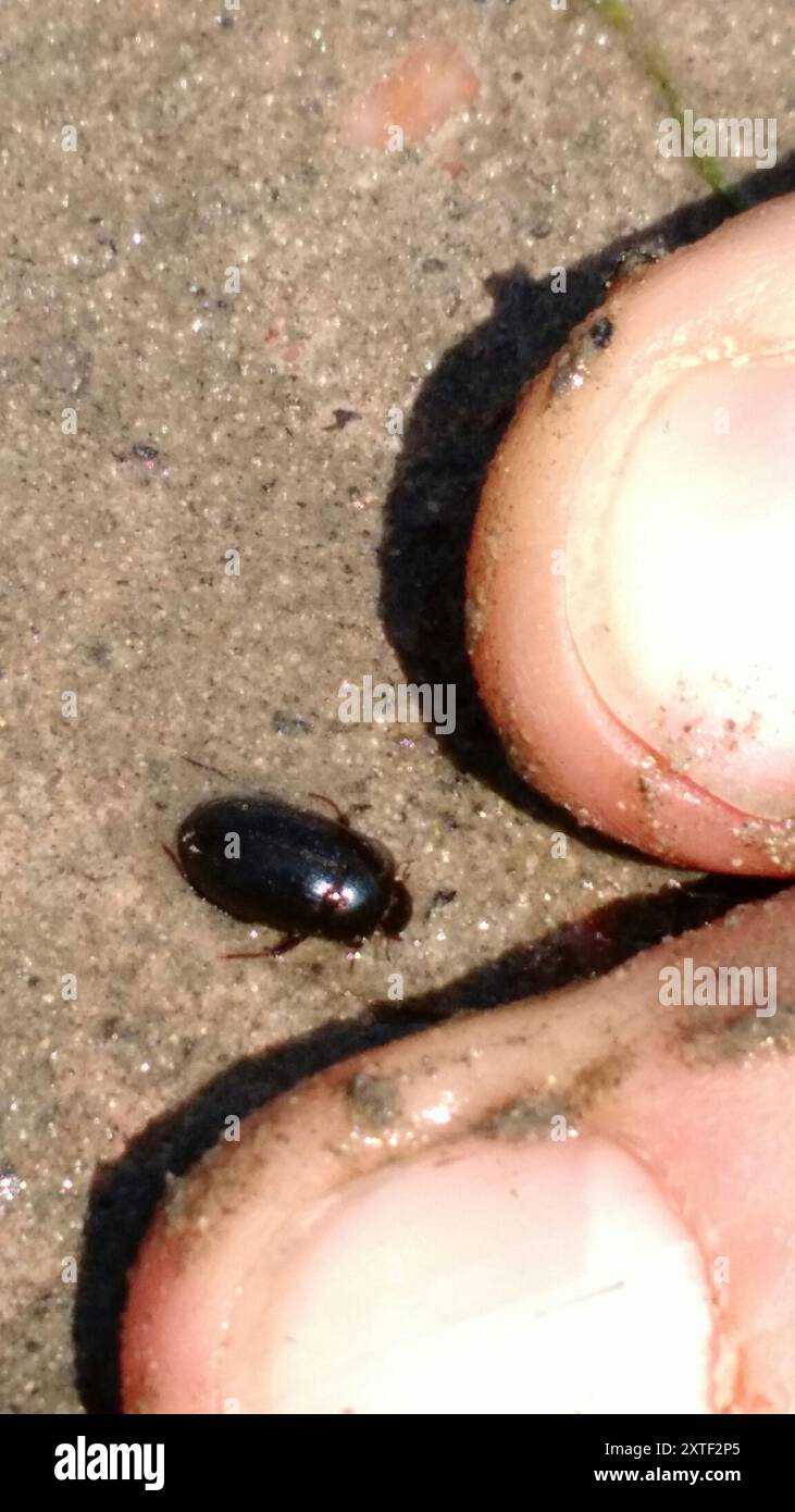 Swampy Water Scavenger (Hydrobius fuscipes) Insecta Stock Photo - Alamy