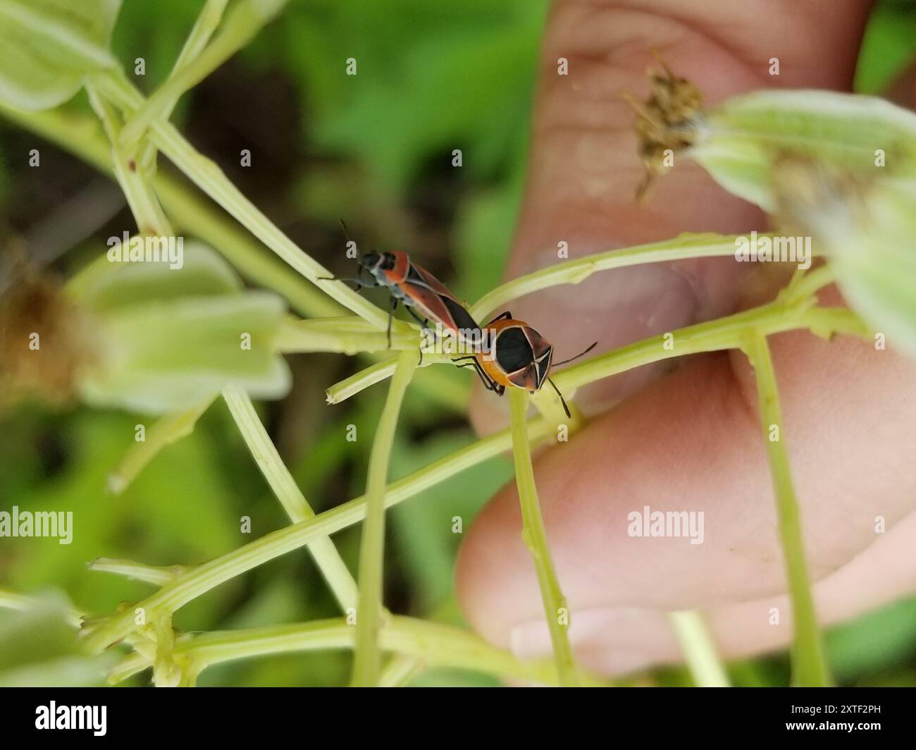 White-crossed Seed Bug (Neacoryphus bicrucis) Insecta Stock Photo - Alamy