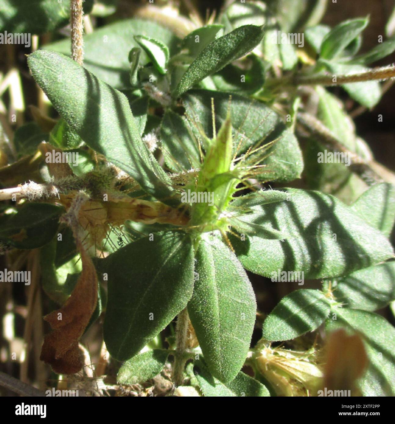 Surprise Packet (Blepharis maderaspatensis) Plantae Stock Photo - Alamy