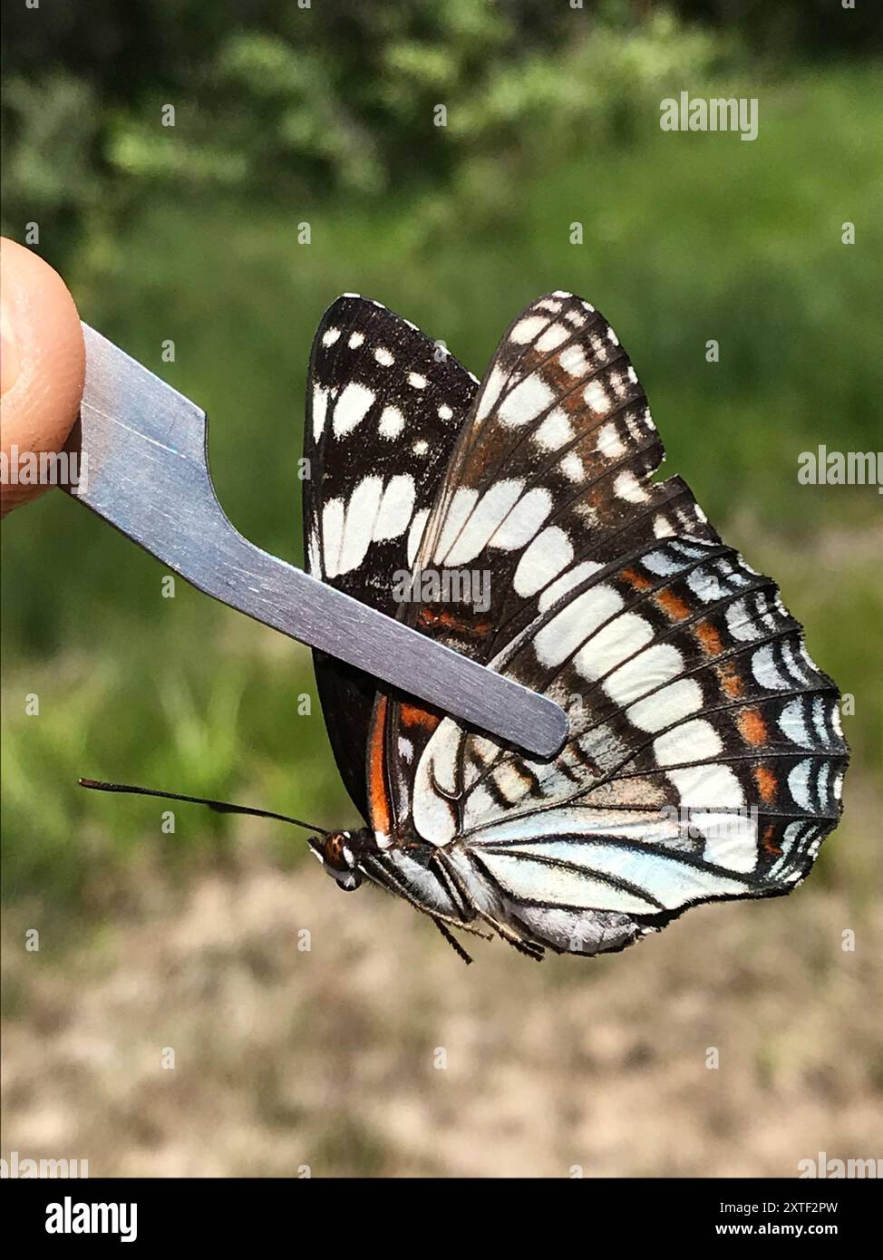 Weidemeyers admiral hi-res stock photography and images - Alamy