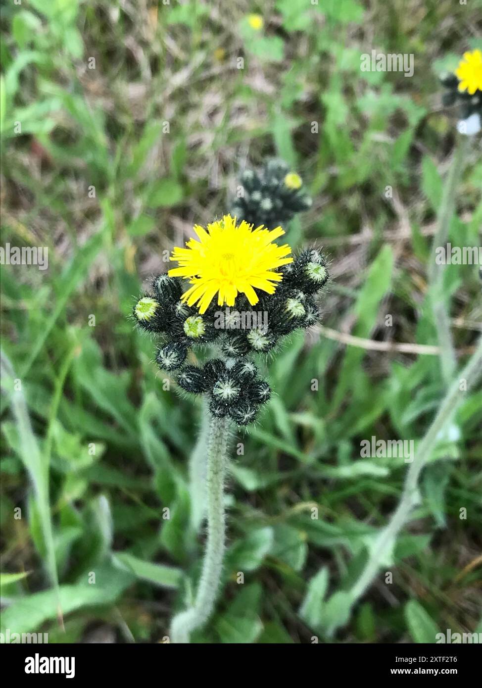 meadow hawkweed (Pilosella caespitosa) Plantae Stock Photo - Alamy