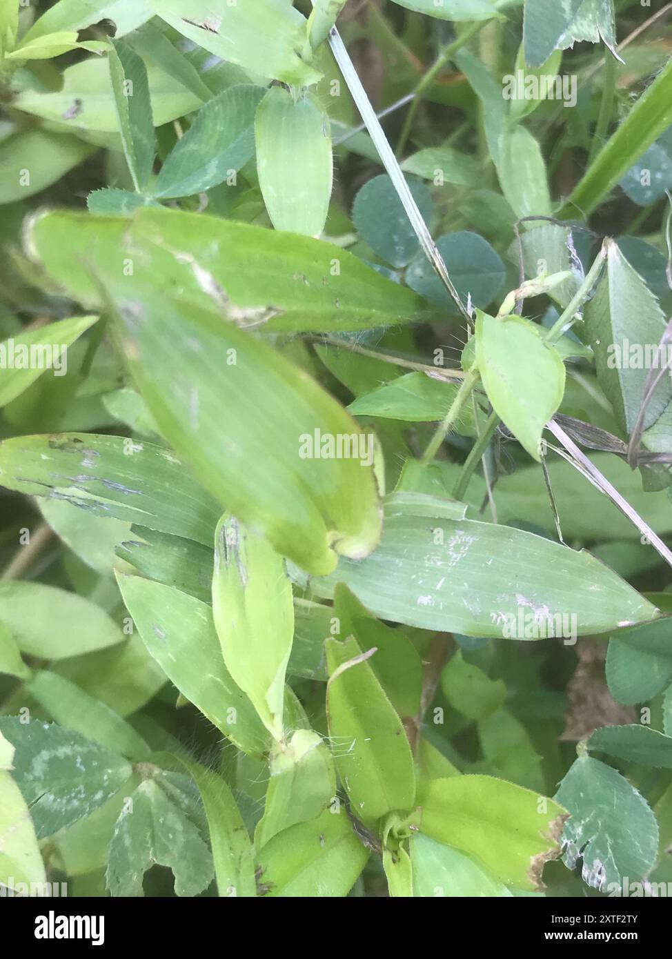small carpetgrass (Arthraxon hispidus) Plantae Stock Photo - Alamy
