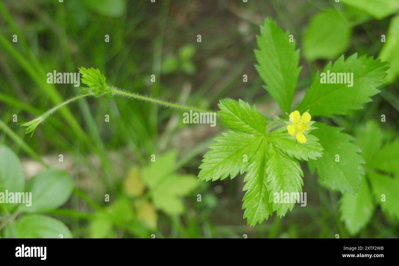 common cinquefoil (Potentilla simplex) Plantae Stock Photo - Alamy