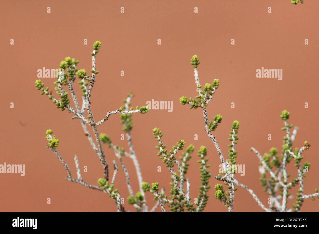 Desert heath myrtle hi-res stock photography and images - Alamy