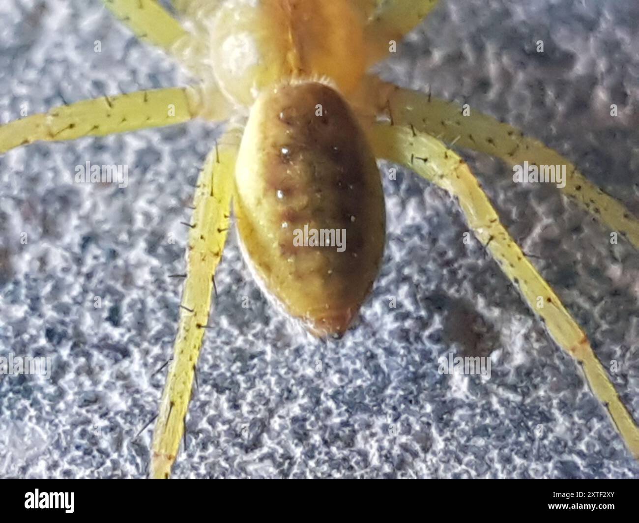 Fishing Spiders (Dolomedes) Arachnida Stock Photo - Alamy