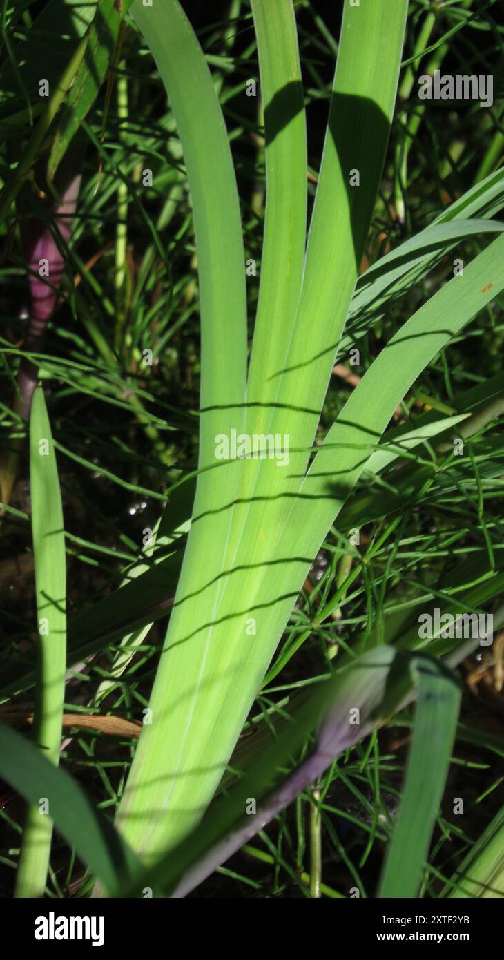 northern blue flag (Iris versicolor) Plantae Stock Photo - Alamy