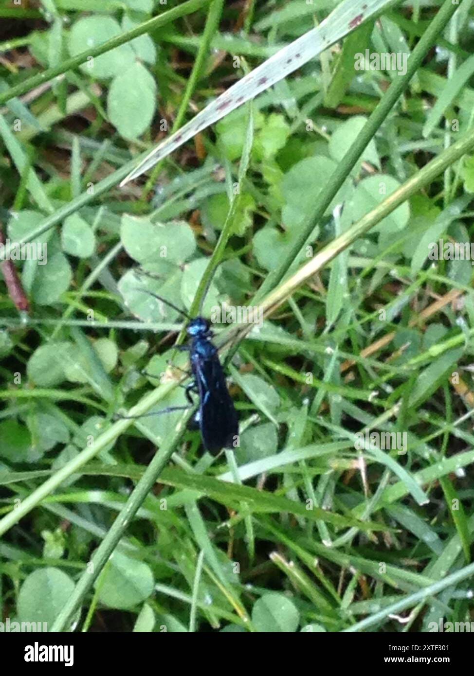 Blue Mud-dauber Wasps (Chalybion) Insecta Stock Photo - Alamy