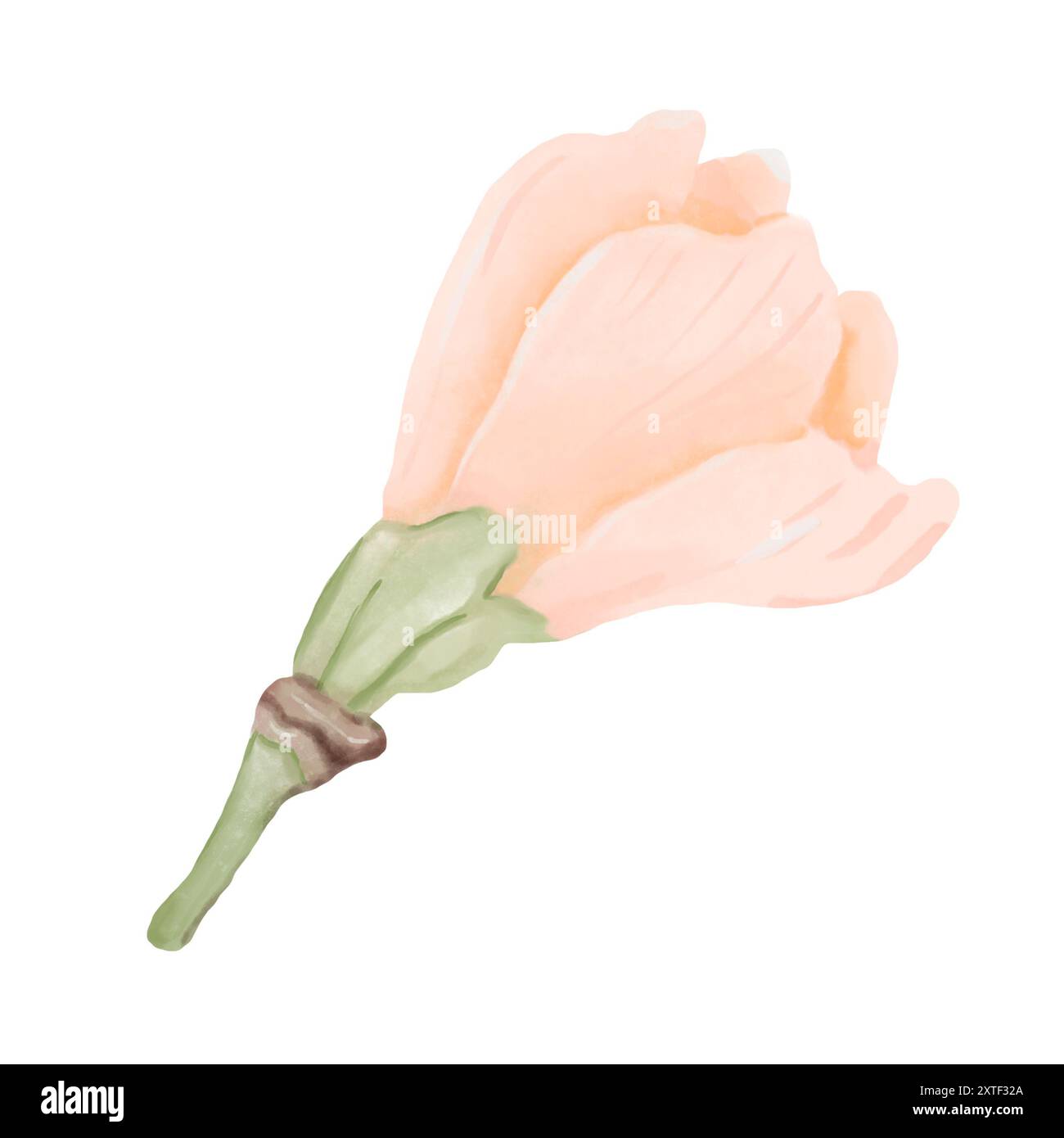 Peach flower bud. Design element. Watercolor hand drawn illustration ...