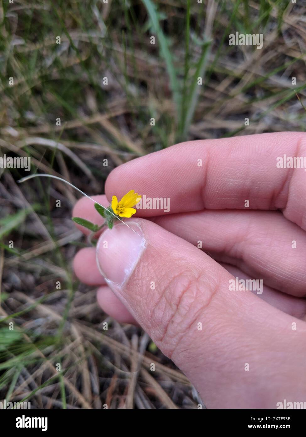 mountain tarweed (Madia glomerata) Plantae Stock Photo - Alamy