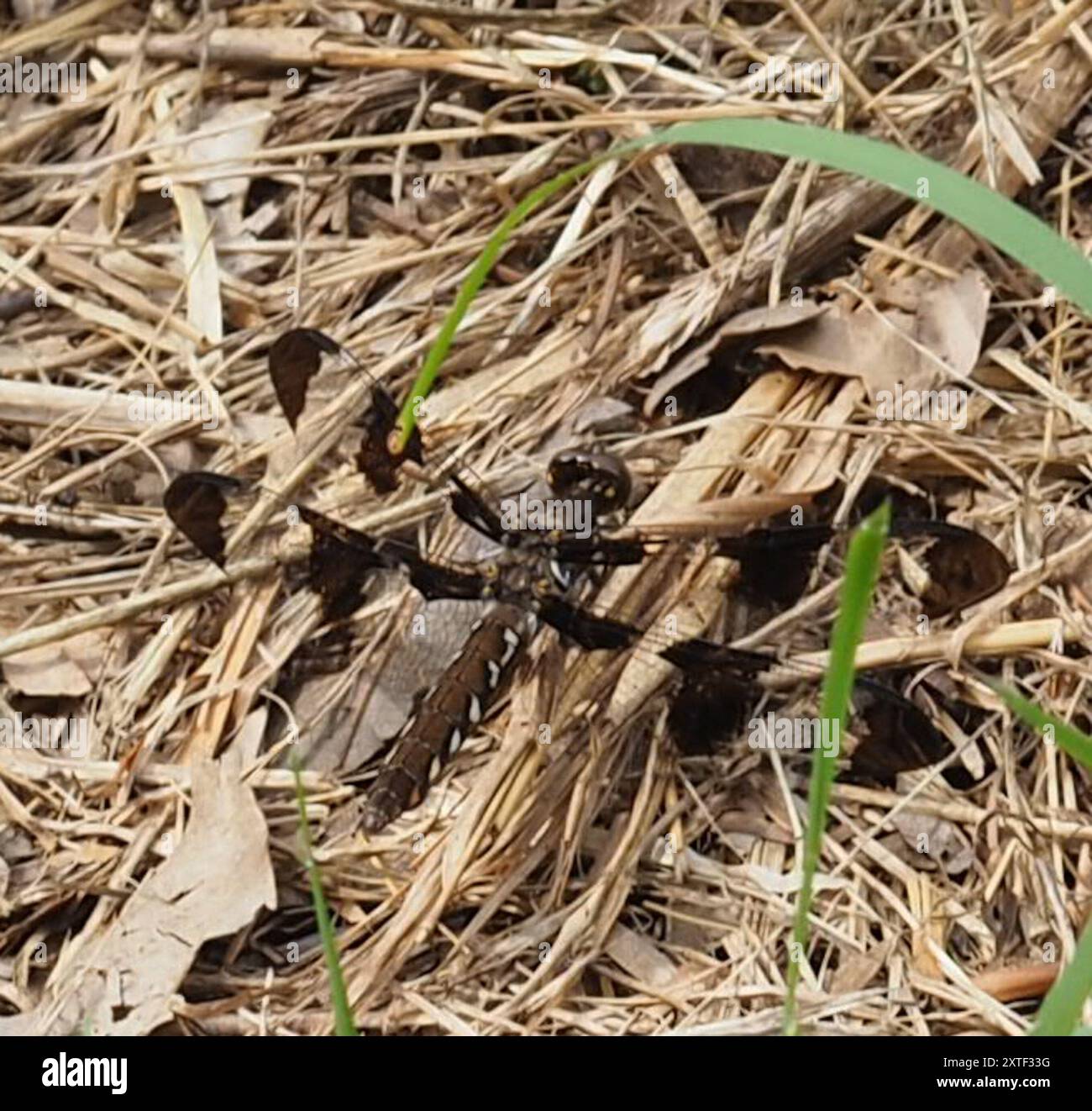 Common Whitetail (Plathemis lydia) Insecta Stock Photo - Alamy