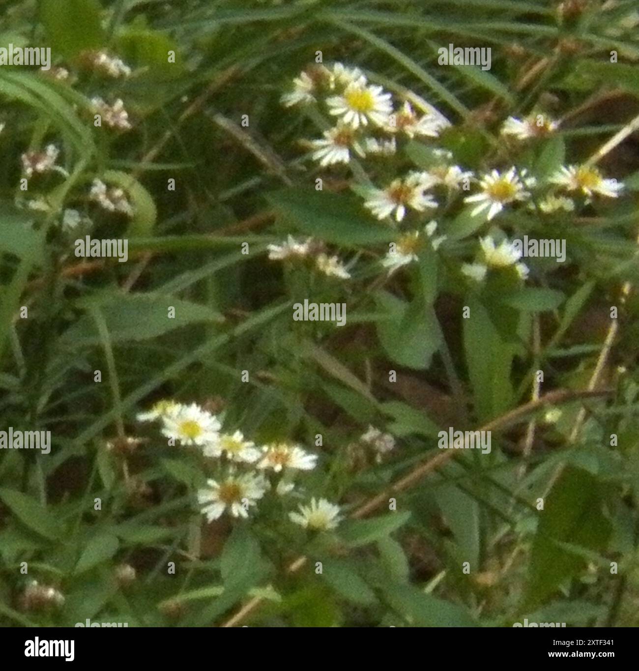 American asters (Symphyotrichum) Plantae Stock Photo - Alamy