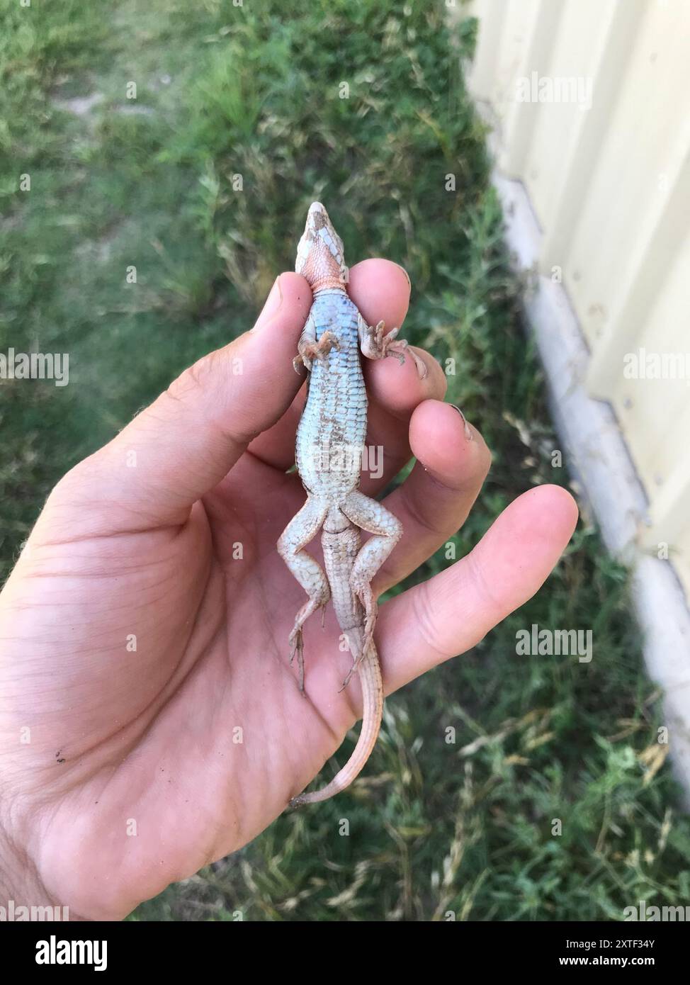 Common Spotted Whiptail (Aspidoscelis gularis) Reptilia Stock Photo - Alamy