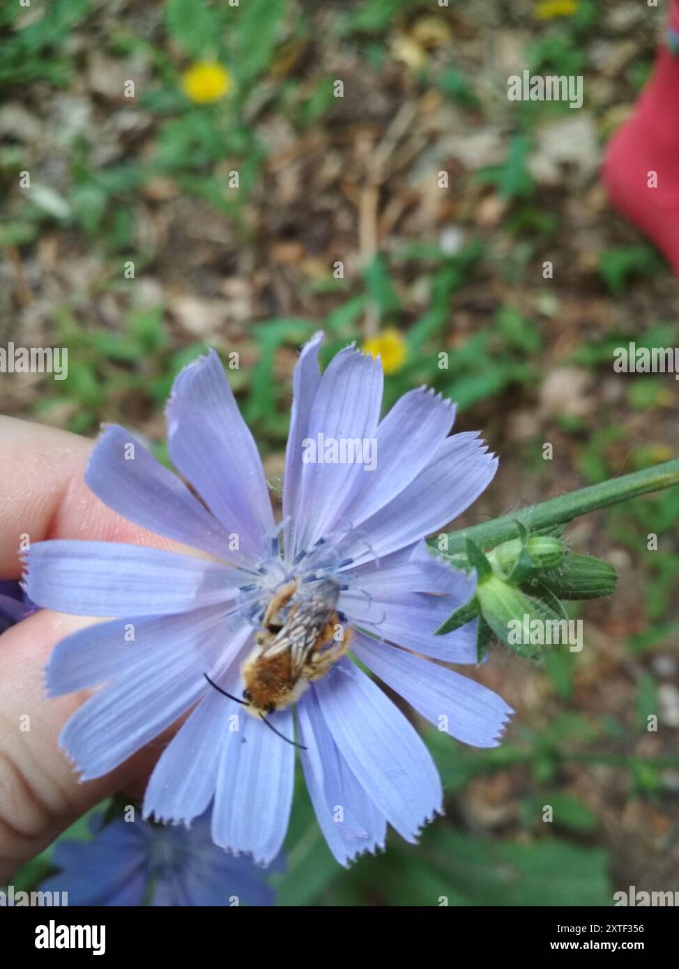 Pantaloon bees hi-res stock photography and images - Alamy